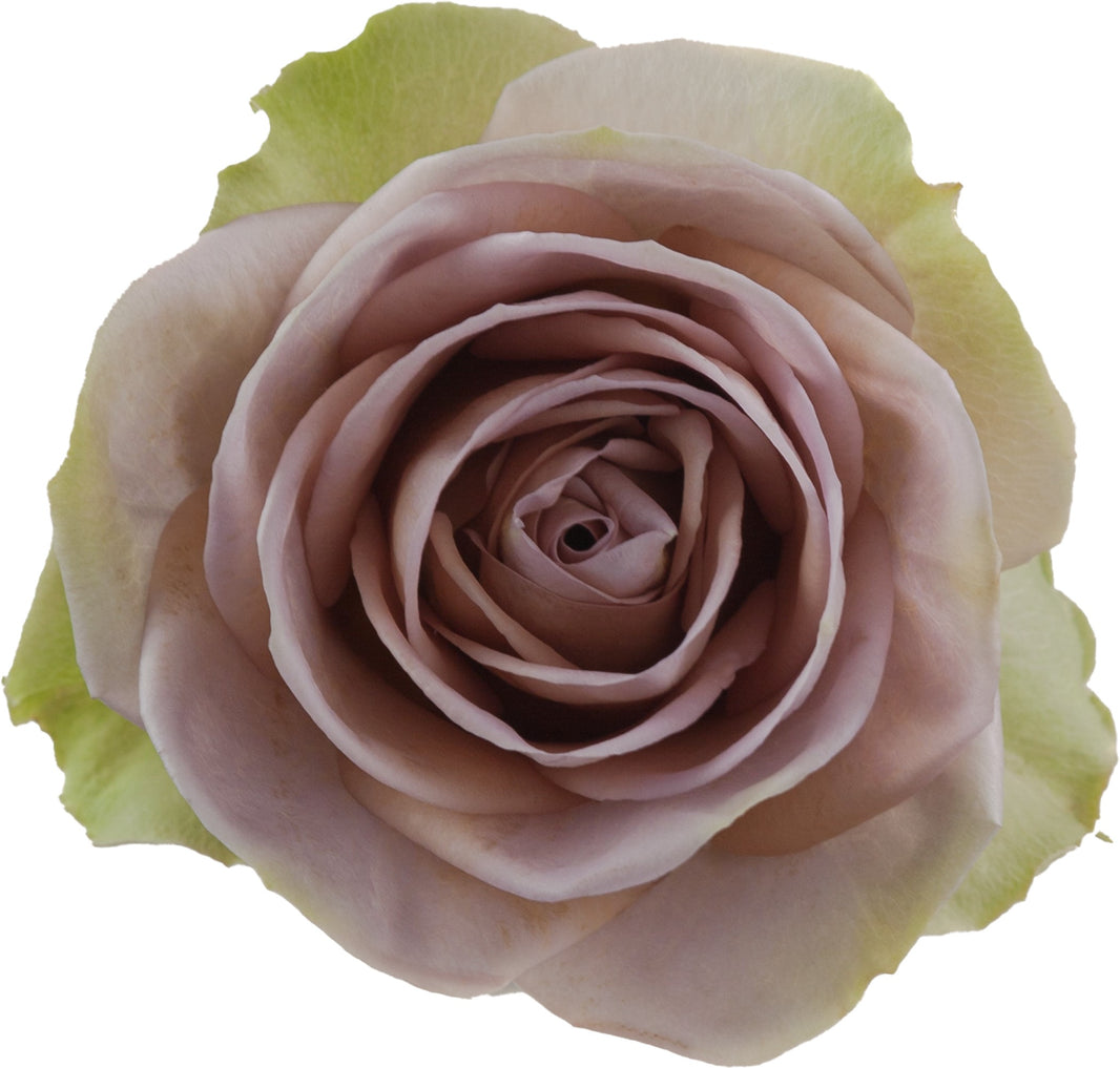 Roses – HT Wholesale Flowers