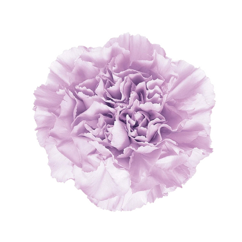 Carnation Moon Series – HT Wholesale Flowers