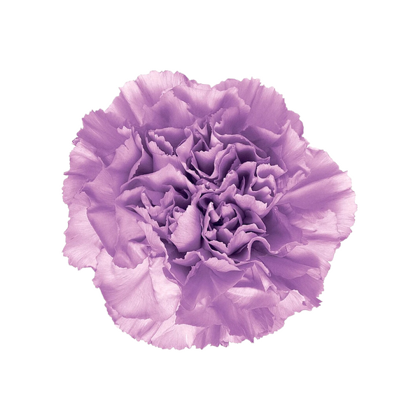Carnation Moon Series – HT Wholesale Flowers