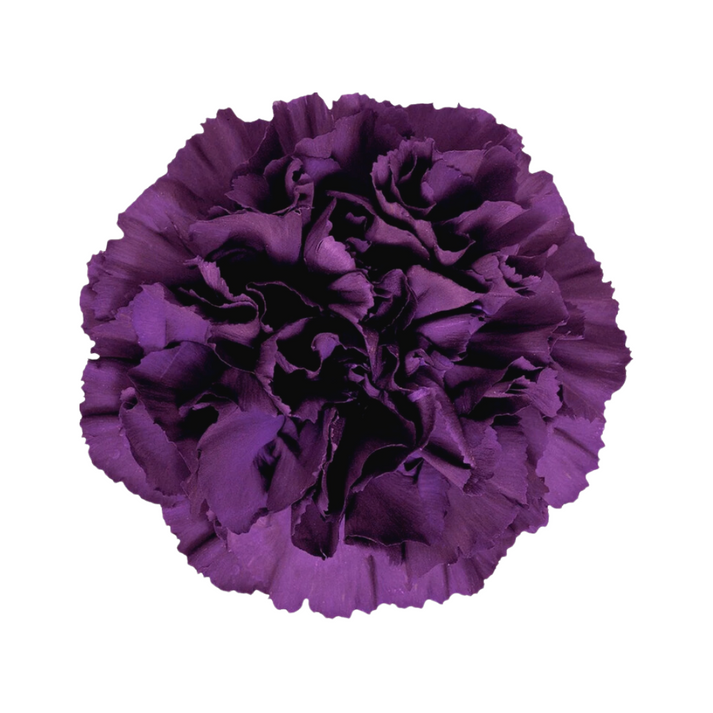 Carnation Moon Series – HT Wholesale Flowers