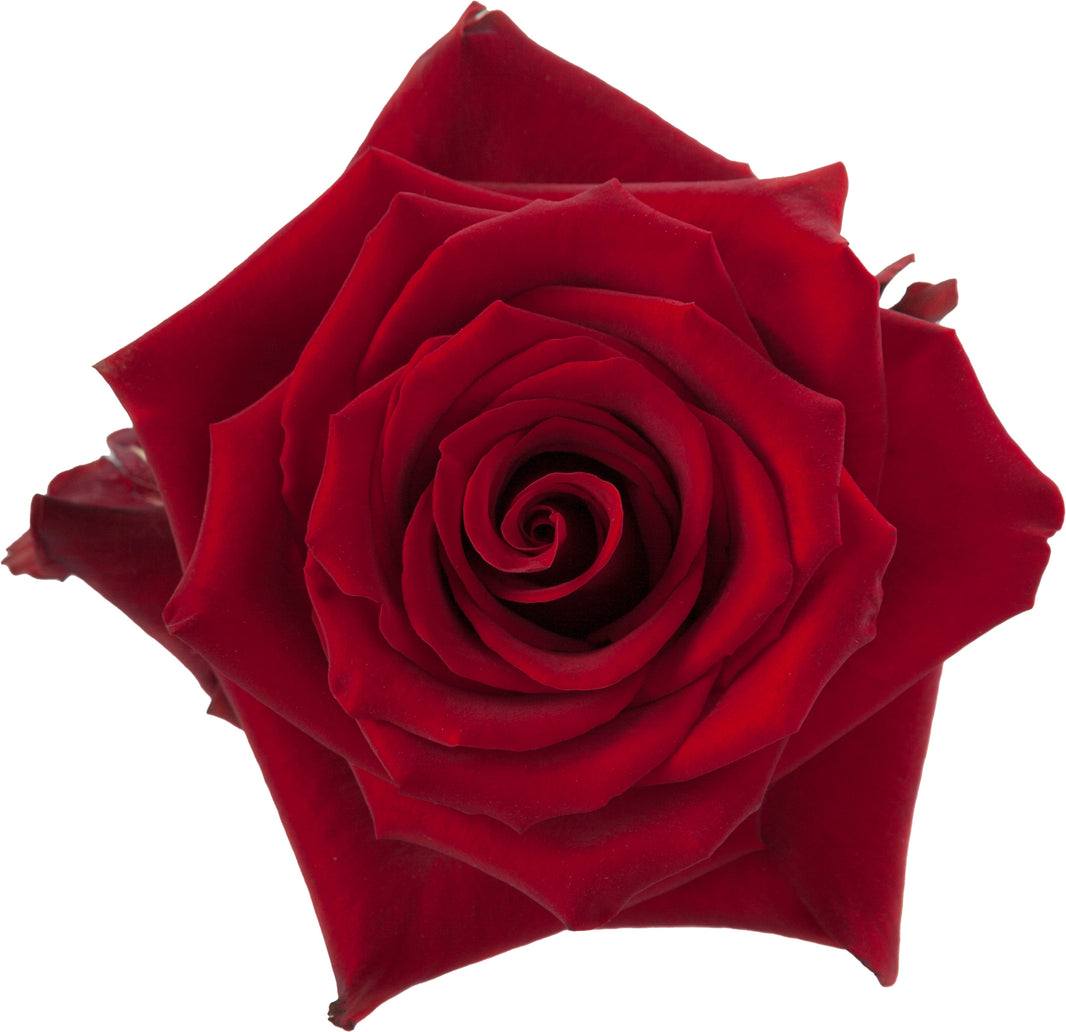 Roses – HT Wholesale Flowers