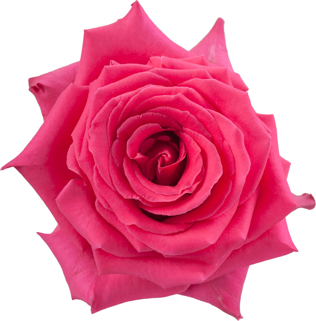Roses – HT Wholesale Flowers