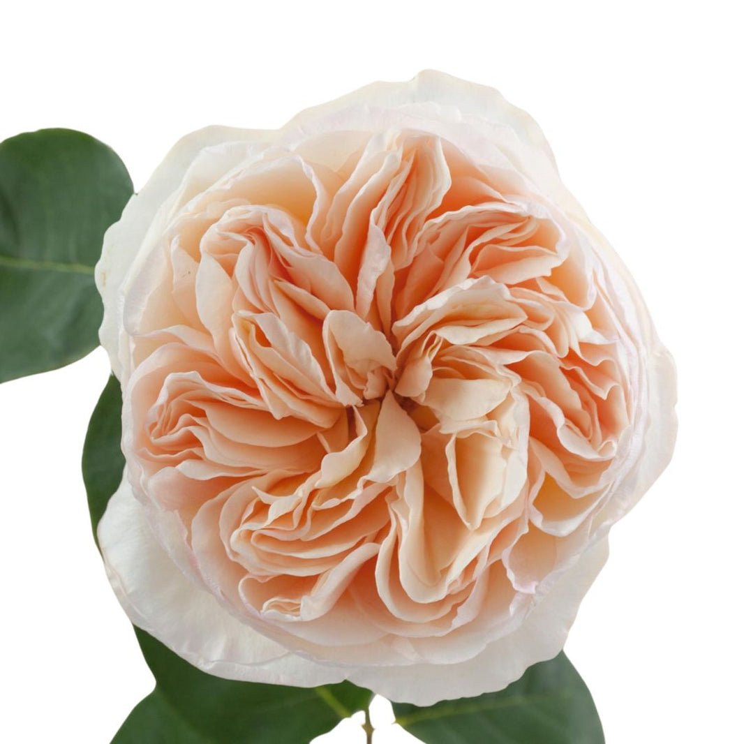 Garden Roses – HT Wholesale Flowers