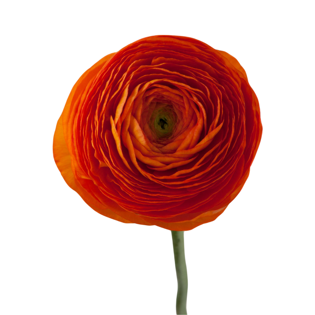 Novelty – HT Wholesale Flowers