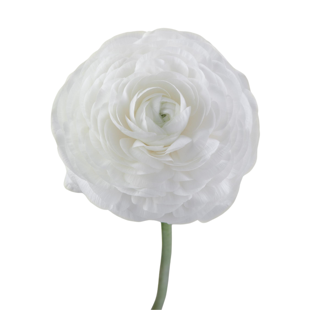 Novelty – HT Wholesale Flowers