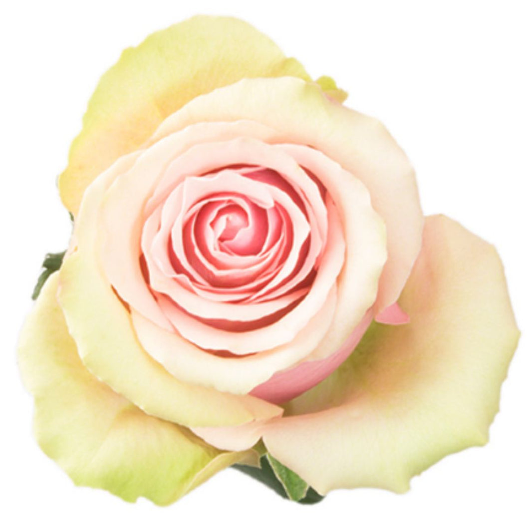 Roses – HT Wholesale Flowers