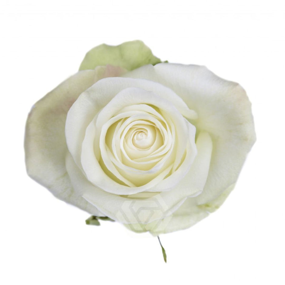 Roses – HT Wholesale Flowers