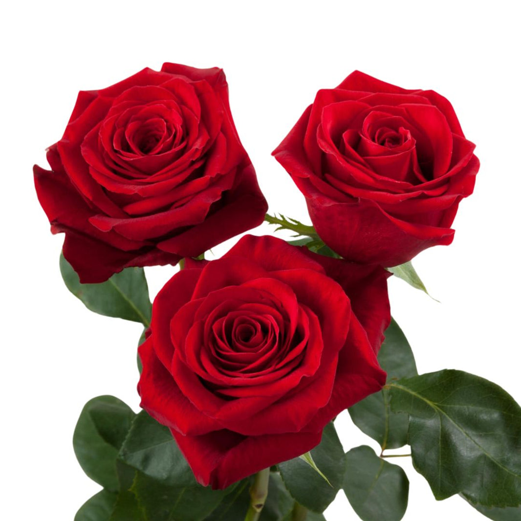 Roses – HT Wholesale Flowers