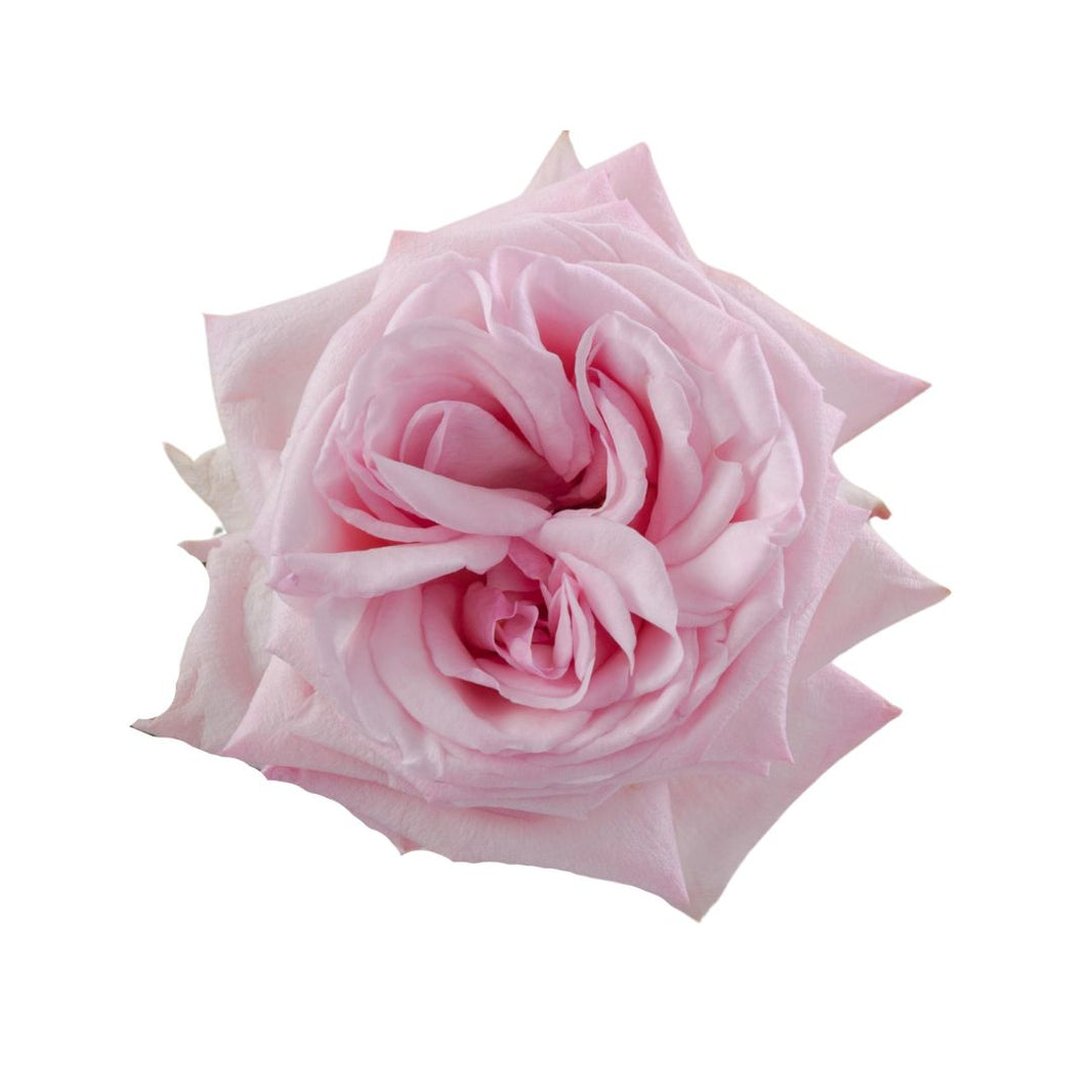 Garden Roses – HT Wholesale Flowers