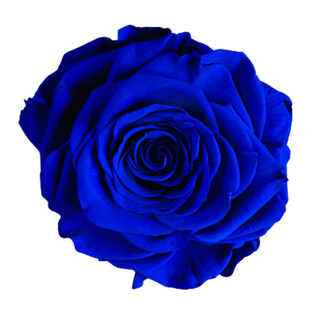 Roses – HT Wholesale Flowers
